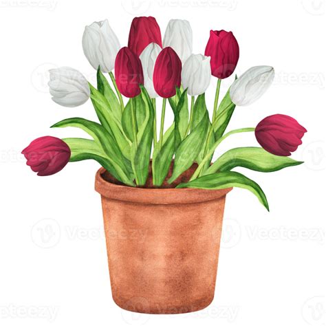Hand Drawn Watercolor Illustration White And Red Tulips In The