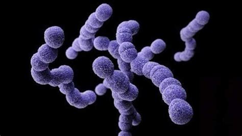 Streptococcus Pyogenes ¿qué Es Y Cómo Nos Afecta Misionesonline