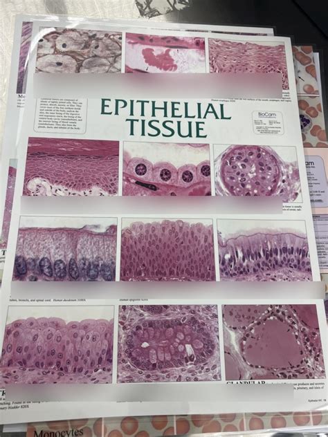 Epithelial Tissue Histology Diagram Quizlet