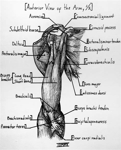 Anterior View Of Arm Muscles