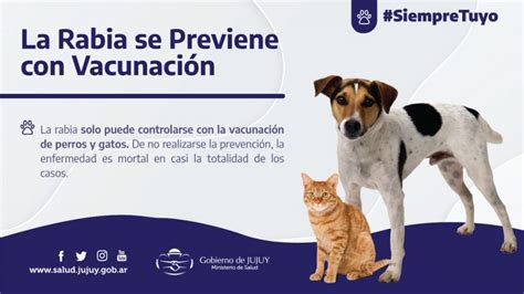 La Rabia Se Previene Con Vacunación – Ministerio De Salud