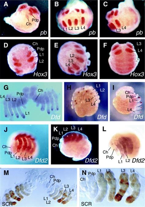 Domains Of Hox Gene Mrna Distribution In Spider Embryos All