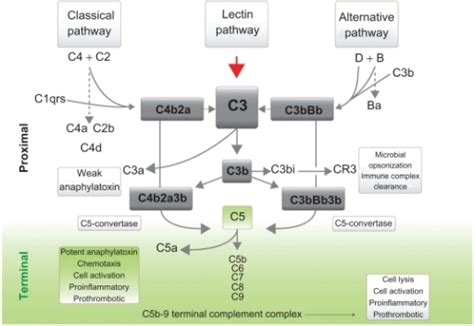 The Complement Cascade Showing The Proximal And The Ter Open I
