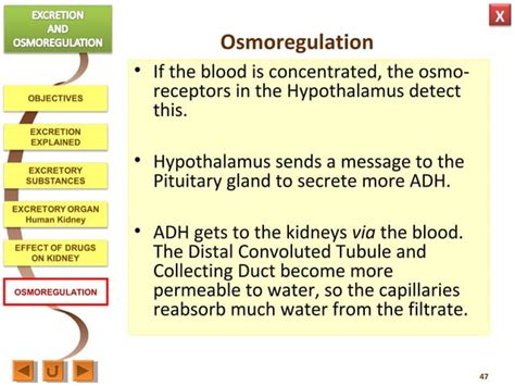 Biology M3 Excretion And Osmoregulation Ppt