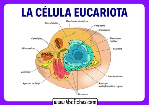Celula Eucariota Y Sus Partes Abc Fichas Images