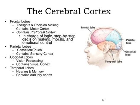 biological bases of behavior parts of brain