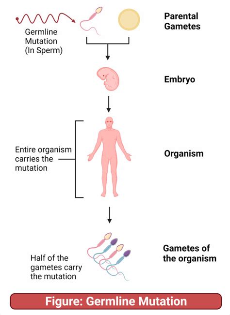 Somatic Mutation Vs Germline Mutation 13 Key Differences