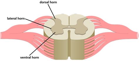 Spinal Cord Horns