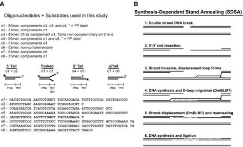 Dna Substrates And Synthesis Dependent Strand Annealing Sdsa A Dna