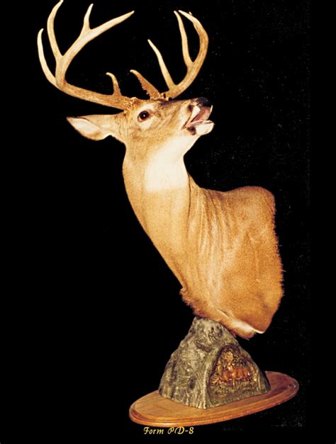 supplies taxidermy supplies