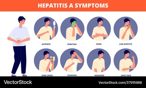 Hepatitis A Symptoms Liver Disease Cirrhosis Vector Image