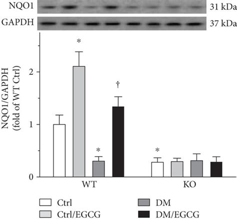 Egcg Enhanced Testicular Nrf2 Expression And Function Testicular A