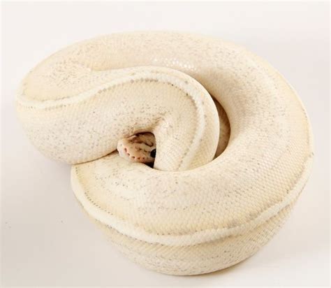 puma ball python ball python python ball python morphs