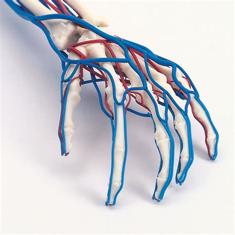 Lista 103 Foto Anatomia De Las Venas De La Mano Alta Definición