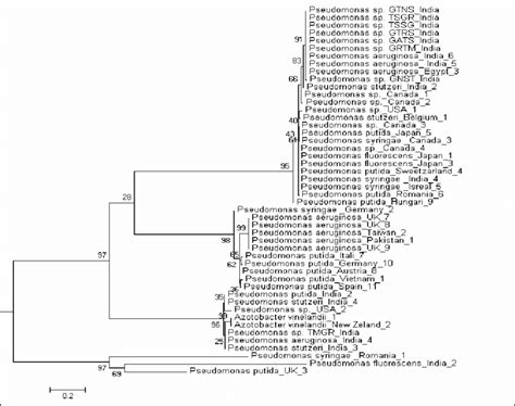 Maximum Likelihood Relationships Among Different Species Of Pseudomonas