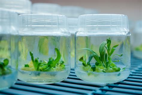 Plant Tissue Culture Media And Practices An Overview Printable