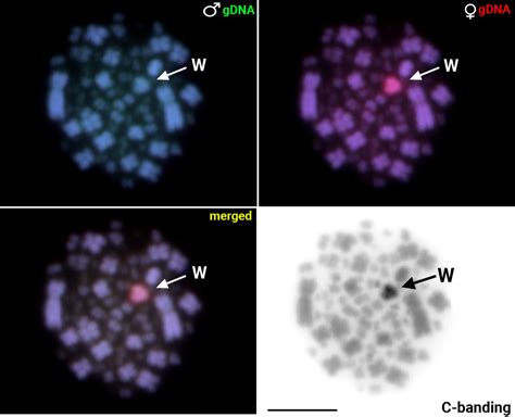 Satellite Dnas Heterochromatin And Sex Chromosomes Of The Wattled