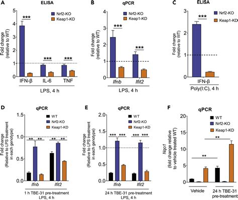 Nrf2 Activation Reprograms Macrophage Intermediary Metabolism And