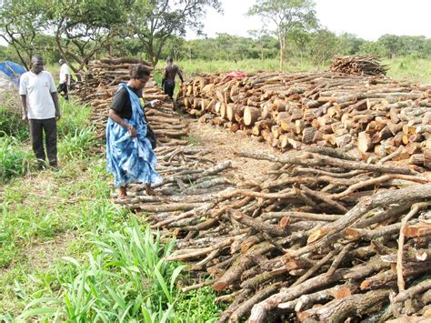 Deforestation In Africa