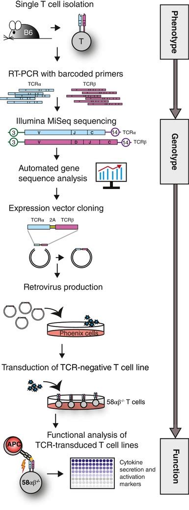 High Throughput Single Cell Sequencing Of Paired Tcrα And Tcrβ Genes