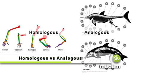 Difference Between Homologous And Analogous Biomadam
