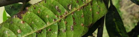 scale insect on mango tree uf ifas extension st lucie county