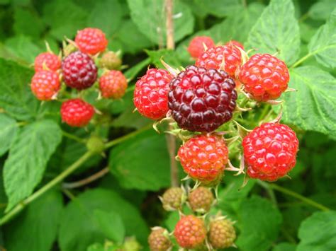 Learn About The Planting And Care Of Raspberries Jardinage Potager