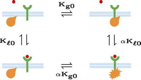 Schematic Illustration Of The Simplest Ternary Complex Model [1 2] A