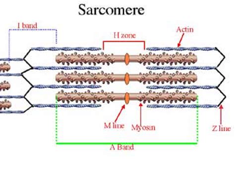 Sarcomere Definition Structure Diagram And Functions 53 Off
