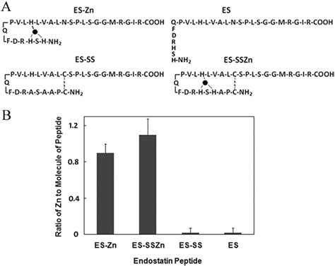 Schematic Representation Of N Terminal Fragments Of Endostatin And