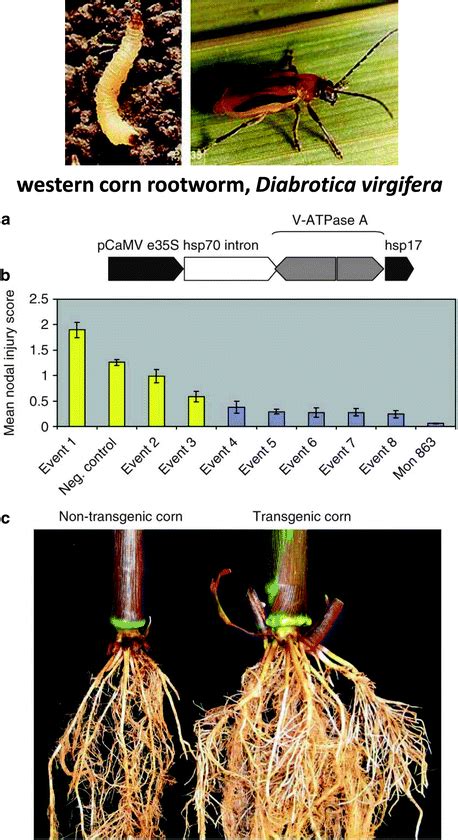 Use Of Rnai For Control Of Insect Crop Pests Springerlink