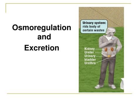 Ppt Osmoregulationand Excretion Powerpoint Presentation Free