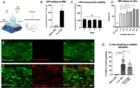 Functionalization Of Mbs A B C D Drug Loading And Validation Of The