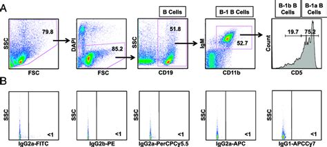 Gating Strategy For The Isolation Of B 1 B Cells A Flow Cytometry