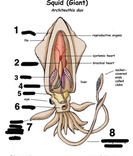 Squid Dissection Flashcards Quizlet