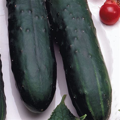cucumber seeds earliest mincu mckenzie seeds
