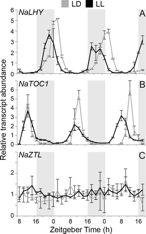 Circadian Rhythm Of The Clock Gene Expression In N Attenuata Mean ± Download Scientific