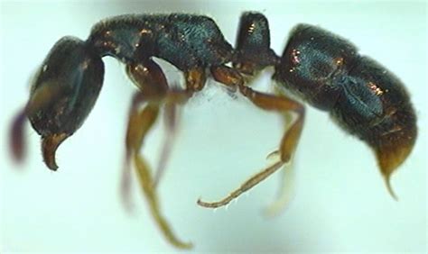 tips for keying ants caste male gyne or worker
