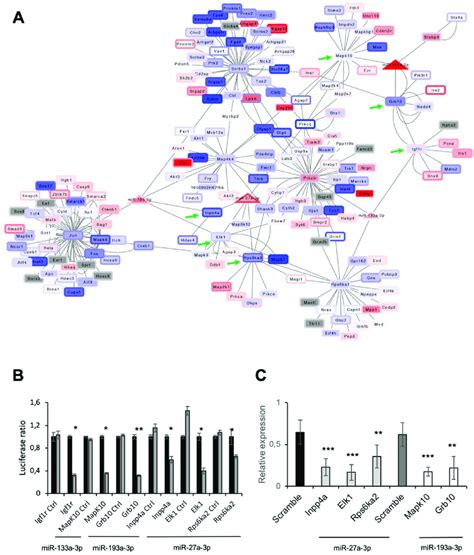 Interaction Of Mirnas With Their Targets A Network Representing The