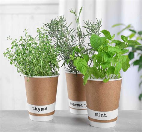 11 Ideas Para Hacer Semilleros Caseros Con Materiales Reciclados