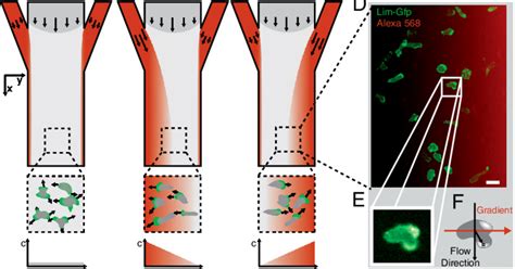Concept Of A Microfluidic Bidirectional Gradient Generator A