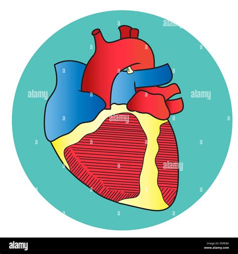 38 Heart Diagram Anterior View Filippoanika