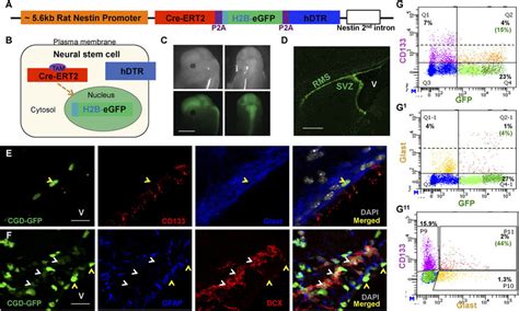 Cgd Transgene Labels Adult Subventricular Zone Neural Stem Cells And