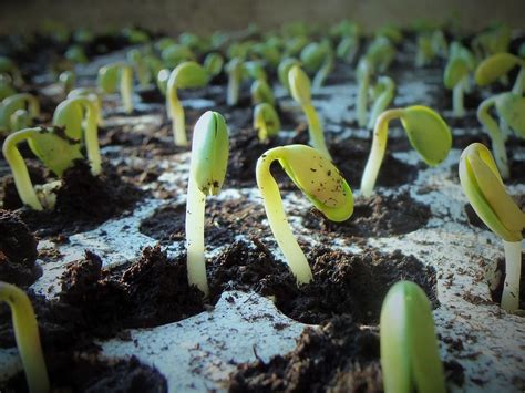 Consejos Básicos Para Germinar Semillas