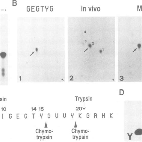 Diagram Summarizing The Cell Cycle Dependent Phosphorylation Of