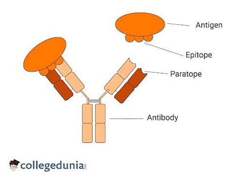 Epitope Mapping Functioning And Significance