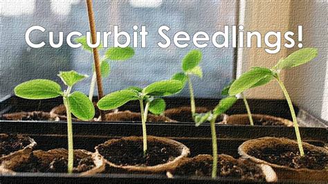 How To Grow Melons And Cucumbers From Seed Youtube