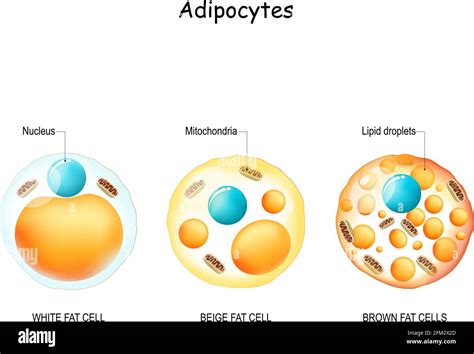 Adipocyte Types Of Lipocytes White Fat Cell Brown And Beige Fat