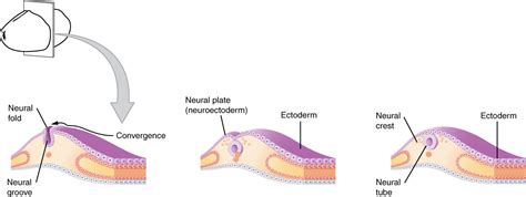 The Embryologic Perspective · Anatomy And Physiology