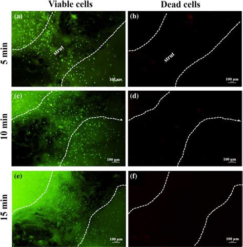Representative Fluorescence Micrographs Showing The Effect Of 5 Min